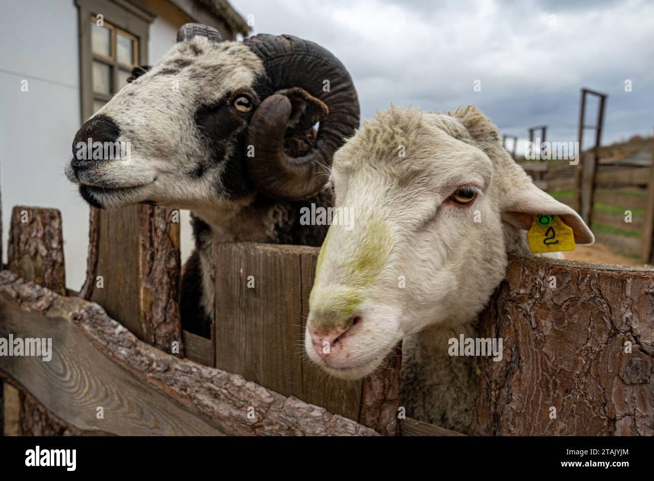 Staring out of frame hi-res stock photography and images - Alamy
