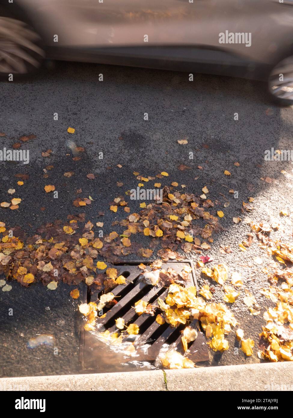 Water and autumn leaves in partially blocked storm drain , with blurred ...