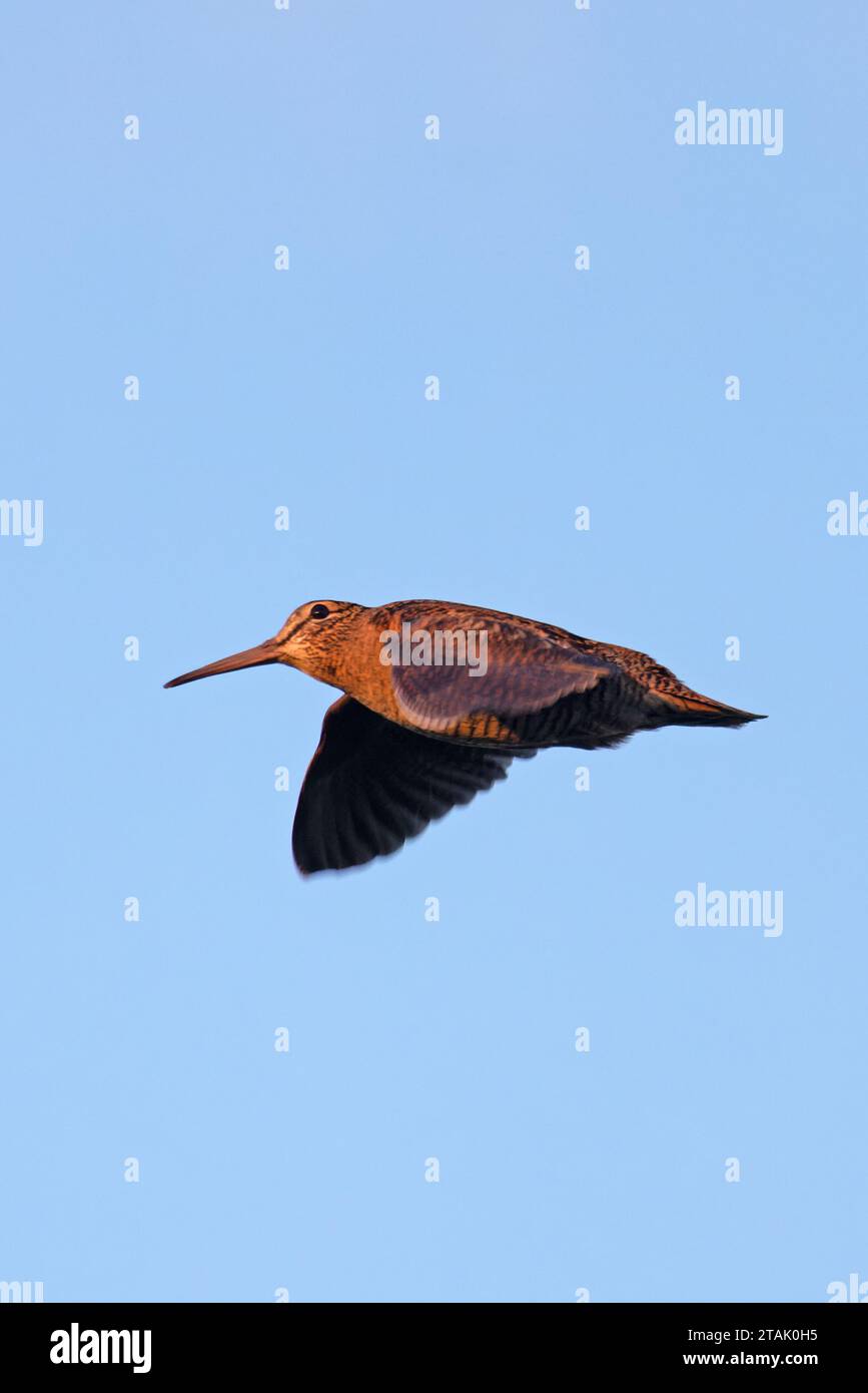 Eurasian Woodcock (Scolopax rusticola) Norfolk November 2023 Stock ...