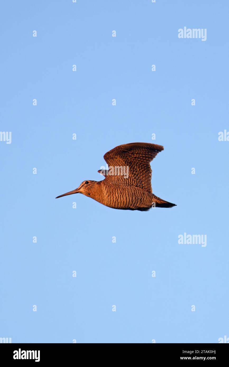 Eurasian Woodcock (Scolopax rusticola) Norfolk November 2023 Stock ...