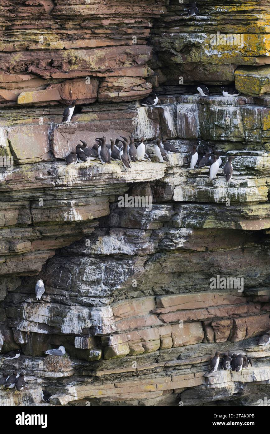 Guillemots and kittiwakes nesting on the cliffs near Corbiegoe on the ...