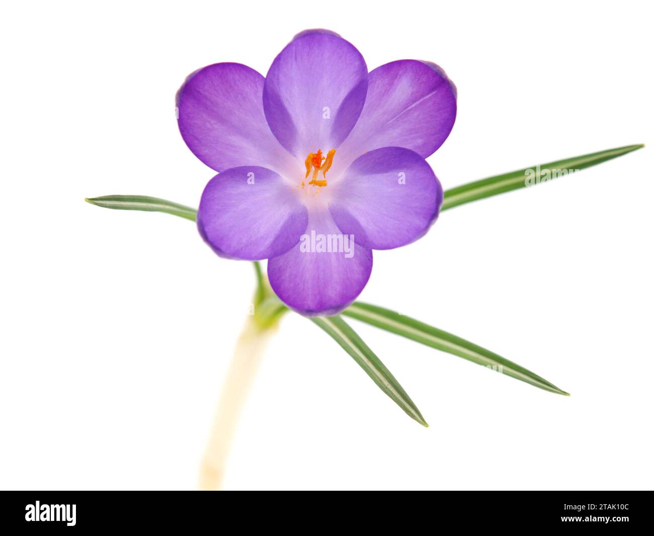 Single Spring flower of Whitewell Purple or Early Crocus isolated on ...