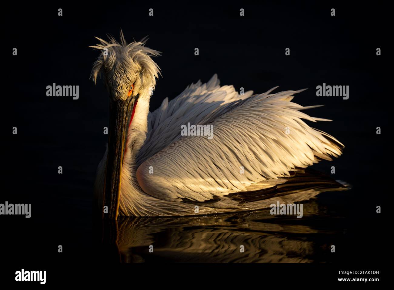 Pelican floats on dark lake eyeing camera Stock Photo - Alamy