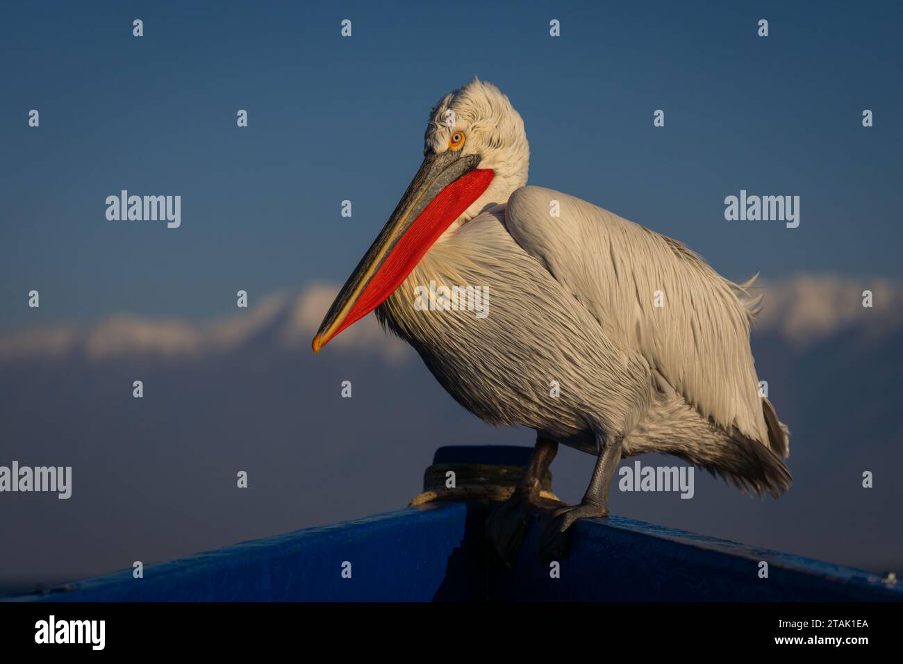 Dalmatian pelican on boat hi-res stock photography and images - Alamy