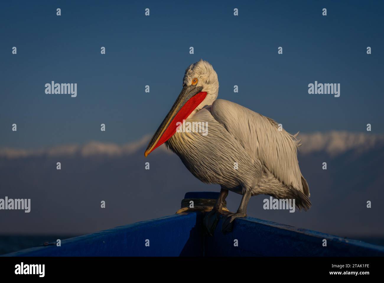 Dalmatian pelican on boat hi-res stock photography and images - Alamy