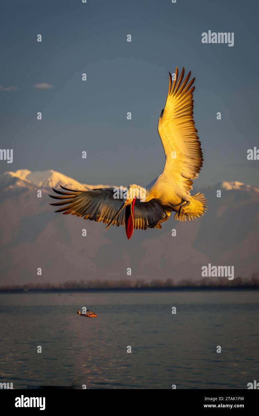 Pelican opens beak trying to catch fish Stock Photo - Alamy