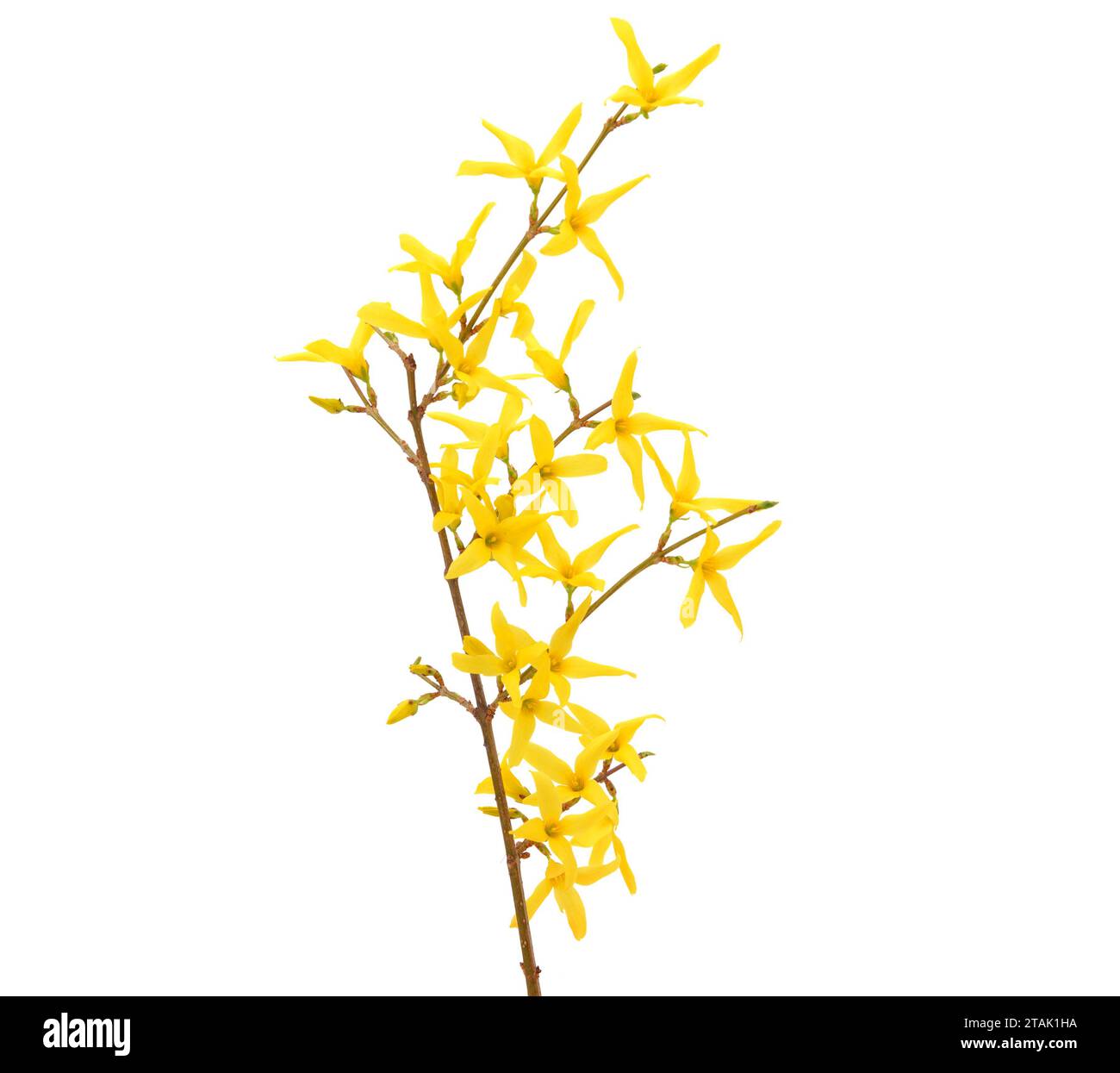 Yellow Forsythia blossom, Forsythia europaea Stock Photo - Alamy