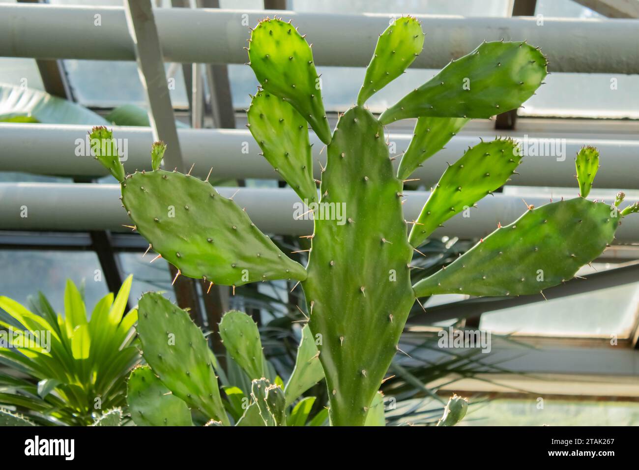 Flat cactus hi-res stock photography and images - Alamy