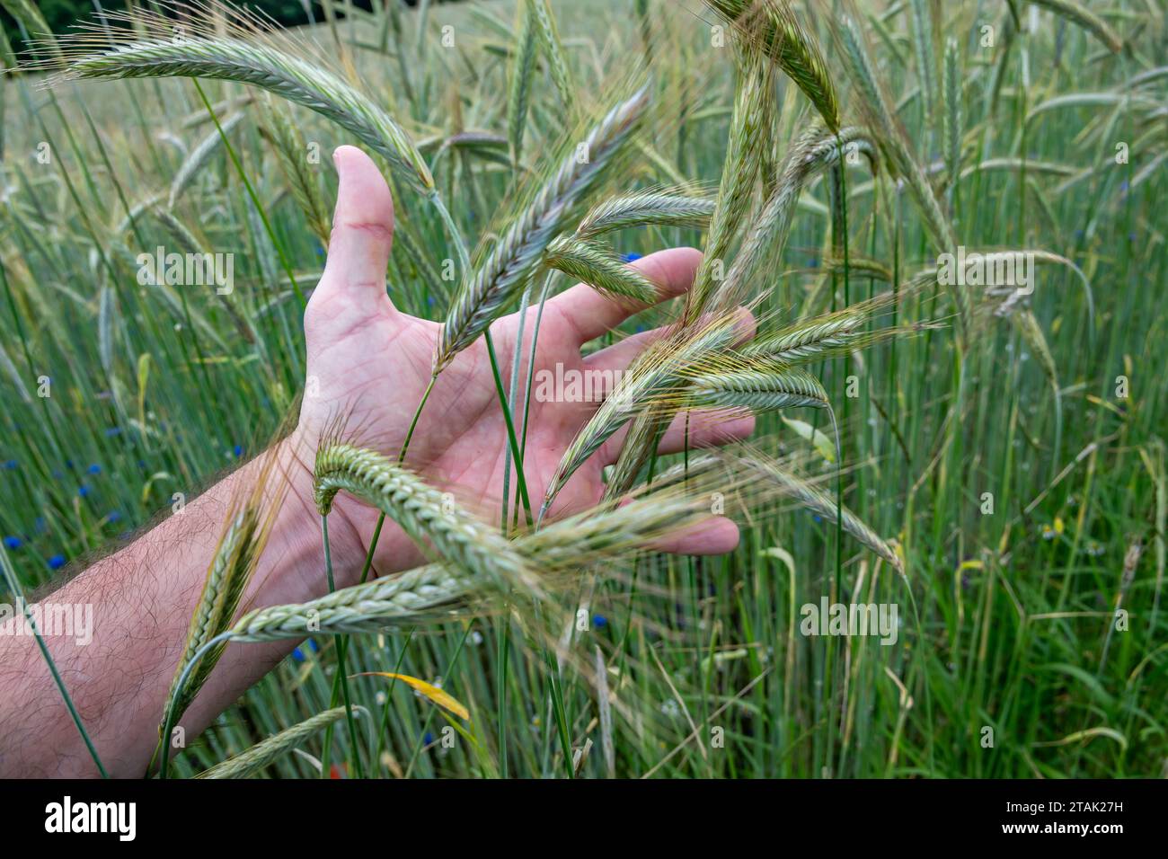 Ears inspection hi-res stock photography and images - Alamy