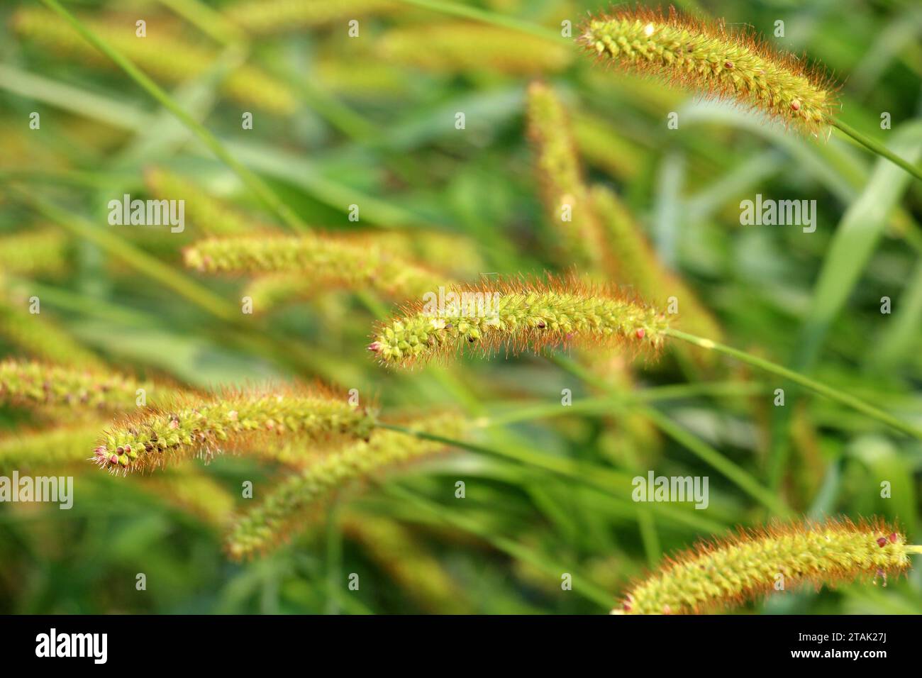 Setaria pumila hi-res stock photography and images - Alamy
