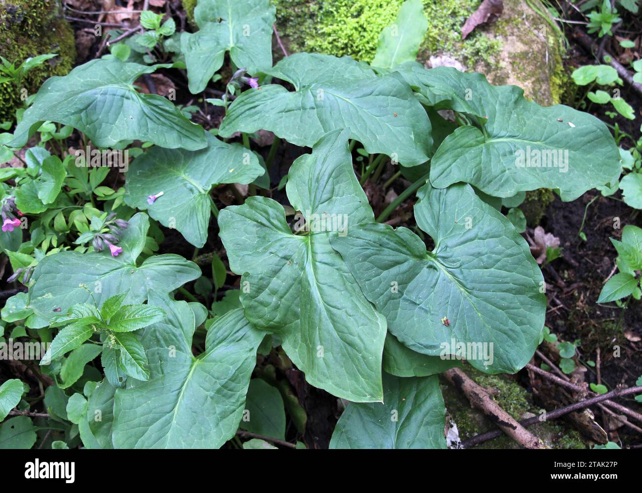 Arum (Arum besserianum) grows in the forest in early spring Stock Photo ...