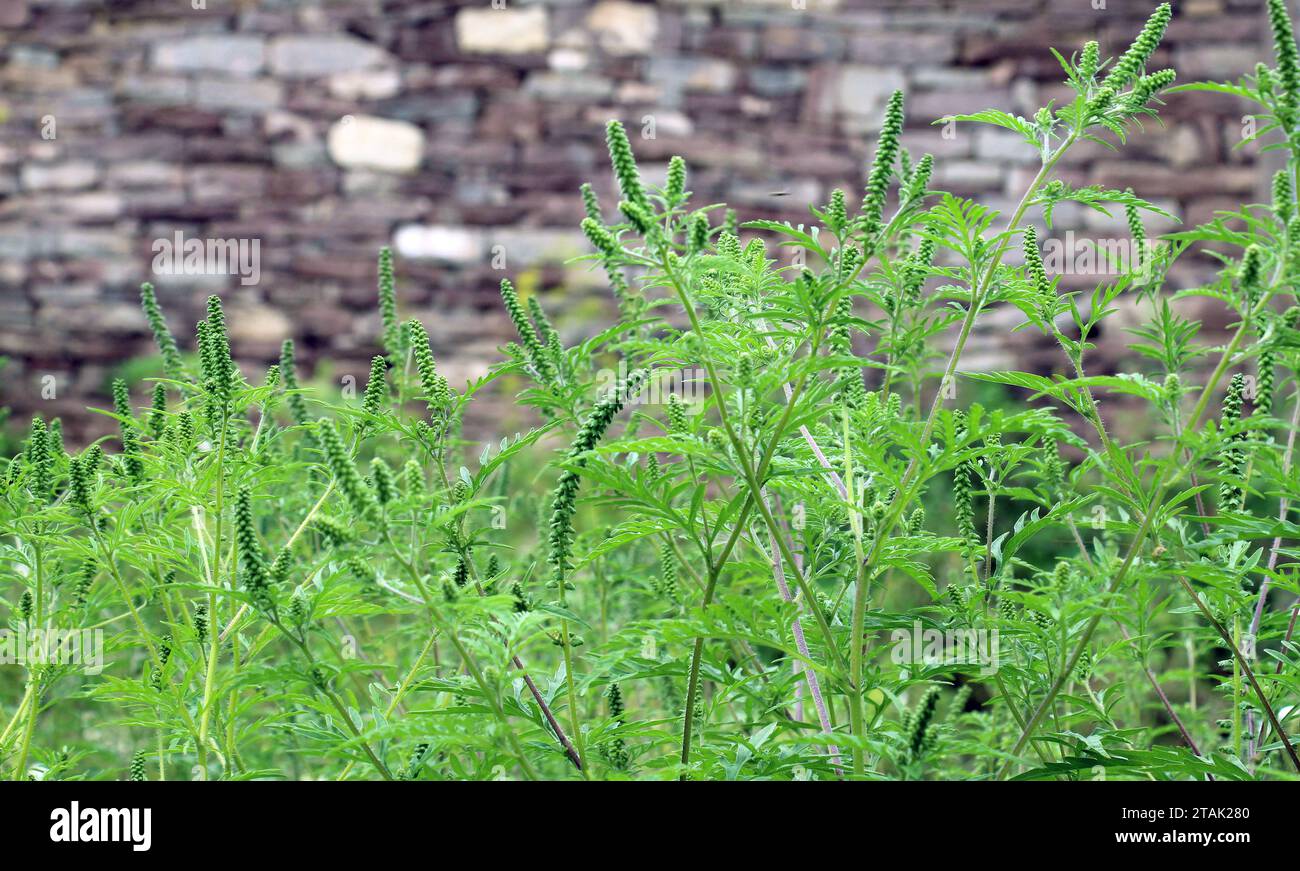 In summer, ragweed (Ambrosia artemisiifolia) grows in the wild Stock ...