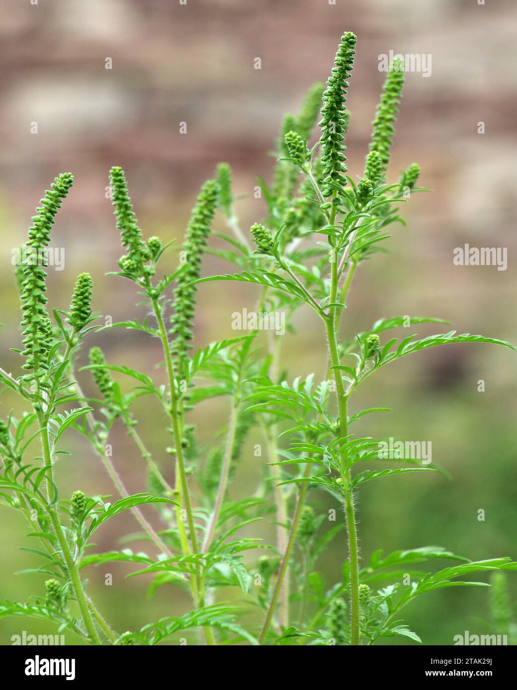 In summer, ragweed (Ambrosia artemisiifolia) grows in the wild Stock ...
