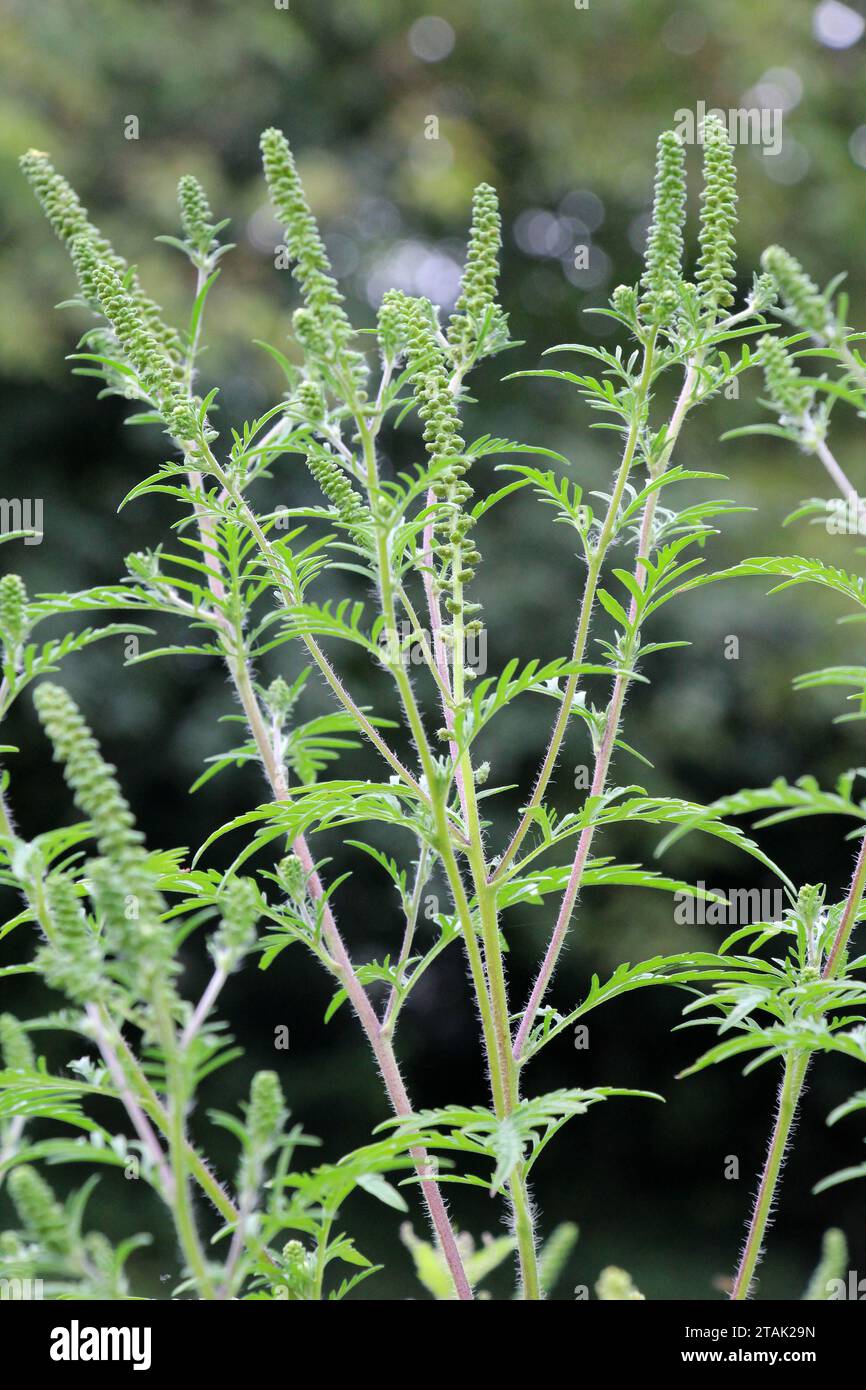 In summer, ragweed (Ambrosia artemisiifolia) grows in the wild Stock ...