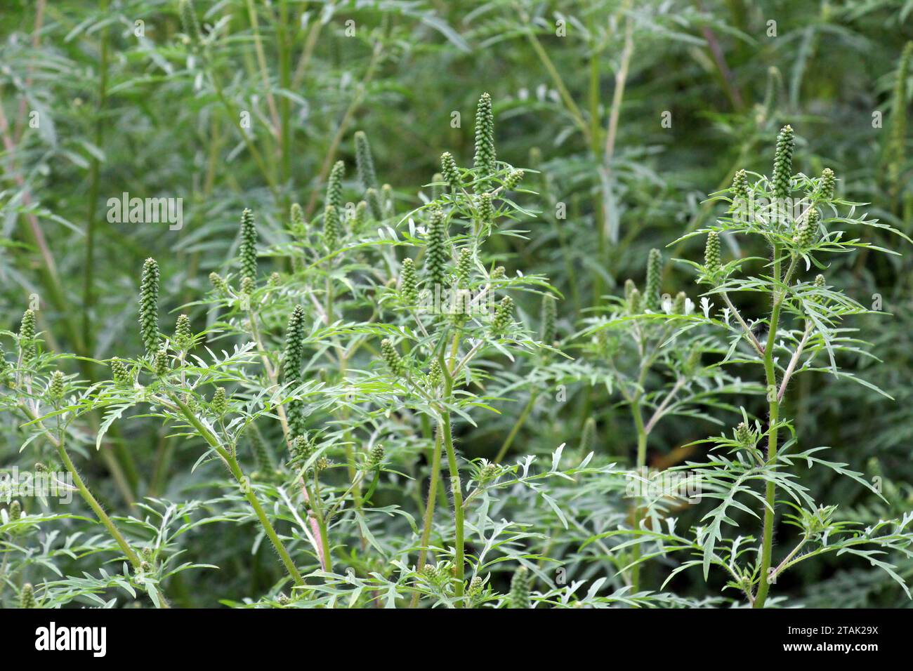 In summer, ragweed (Ambrosia artemisiifolia) grows in the wild Stock ...