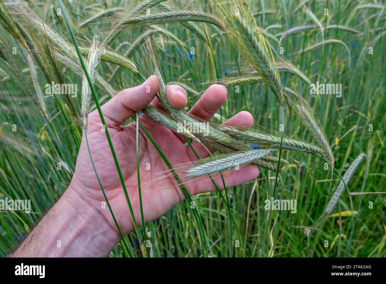 Farmers Hand Touches Ears Of Crop On Agricultural Field To Control ...