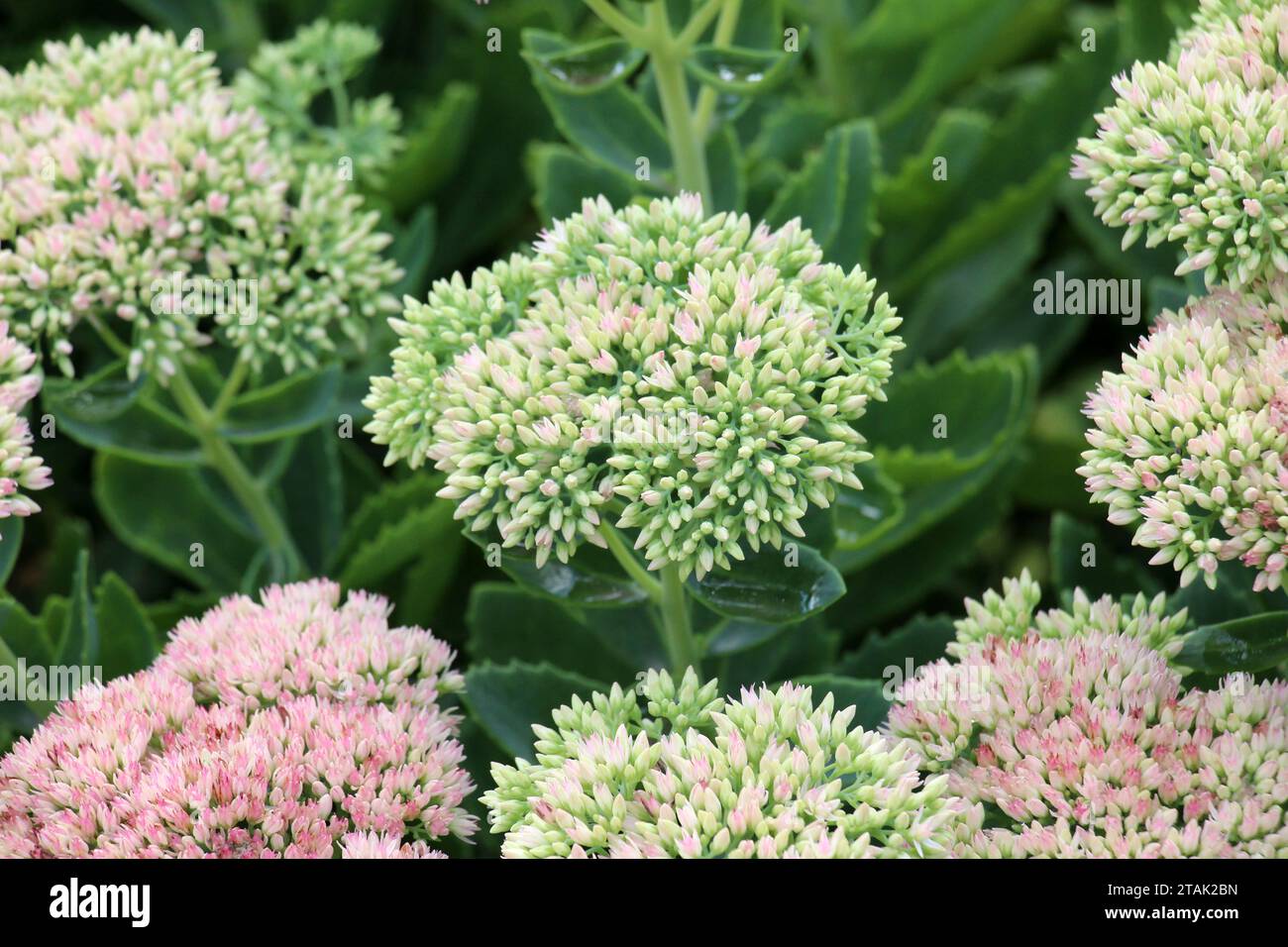 In summer, Sedum maximum grows in the garden Stock Photo - Alamy