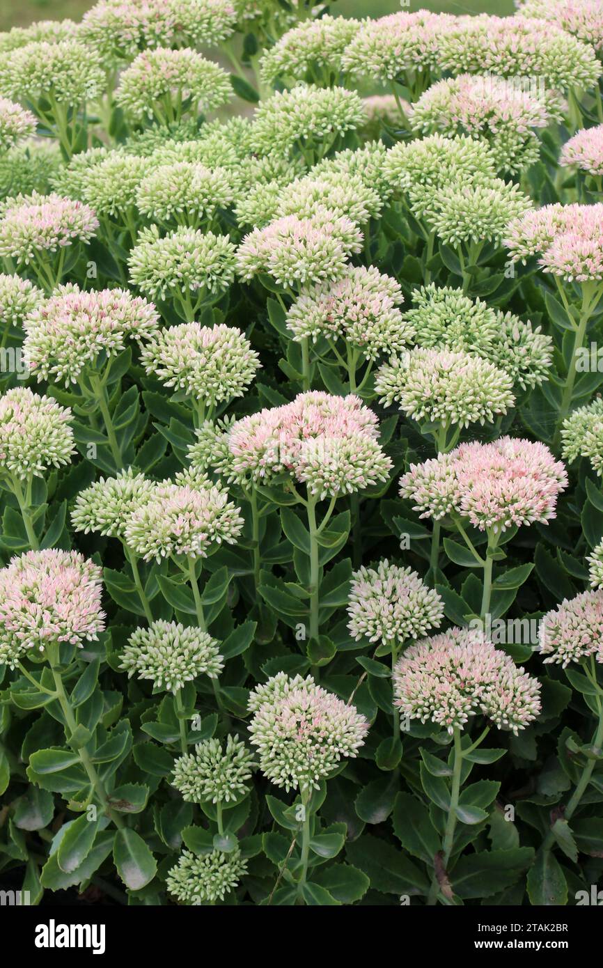 In summer, Sedum maximum grows in the garden Stock Photo - Alamy