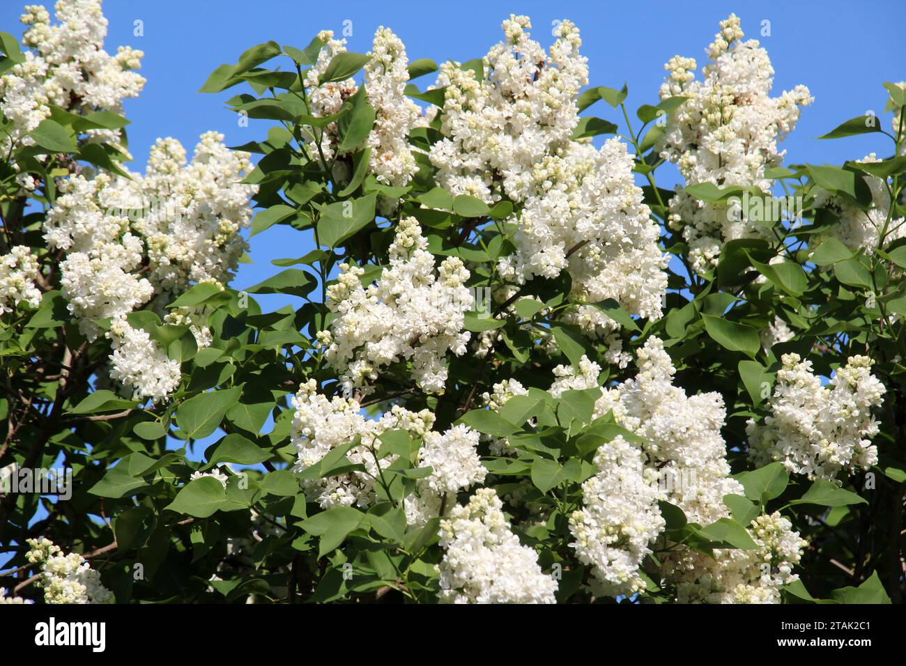 Lilacs tree flower hi-res stock photography and images - Alamy