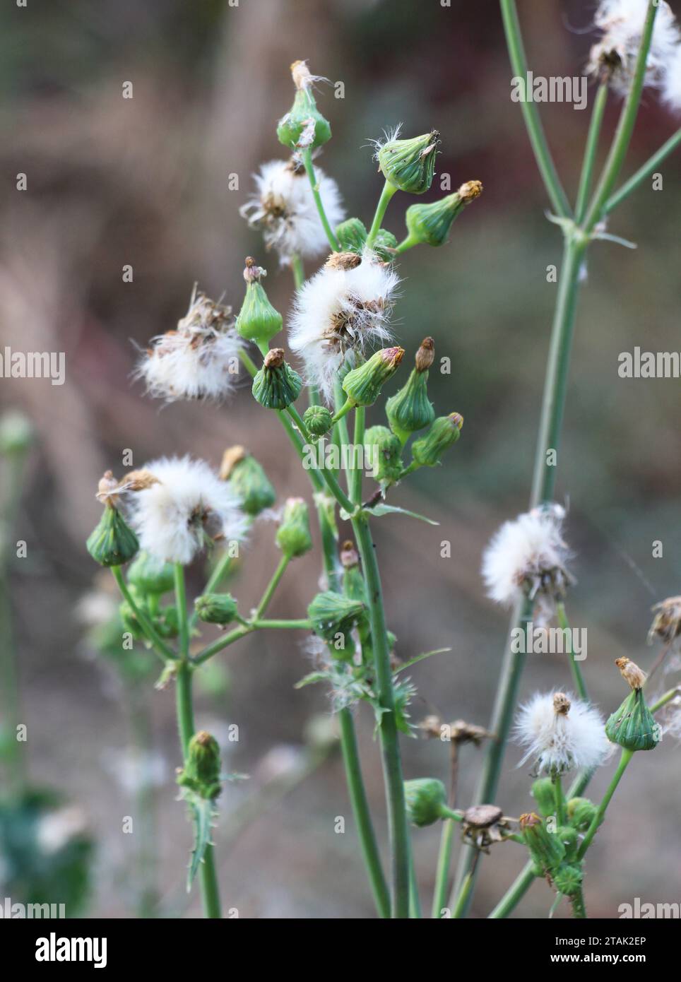 Asper grass hi-res stock photography and images - Alamy