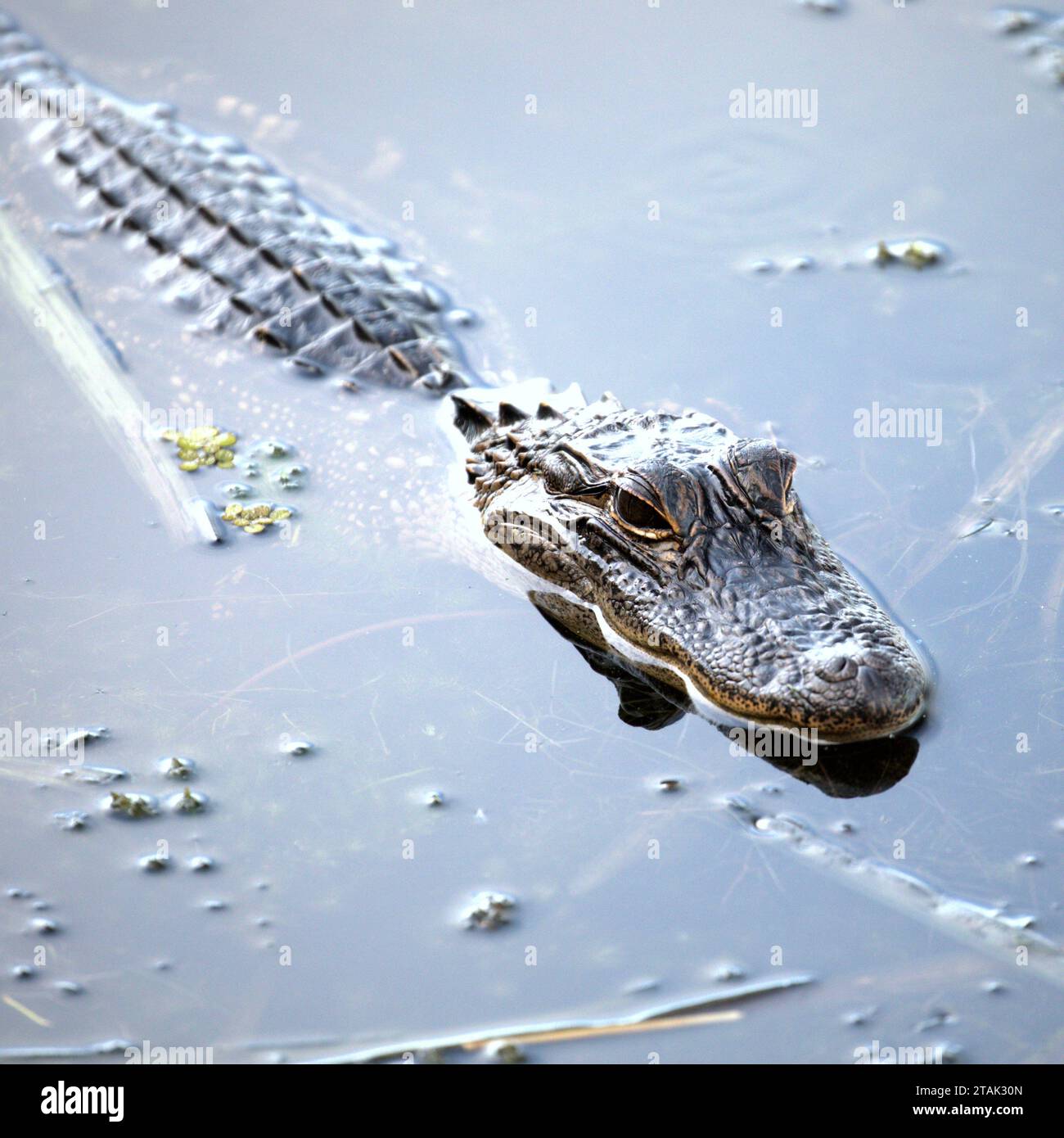 Alligator in Lake Tarpon Stock Photo - Alamy