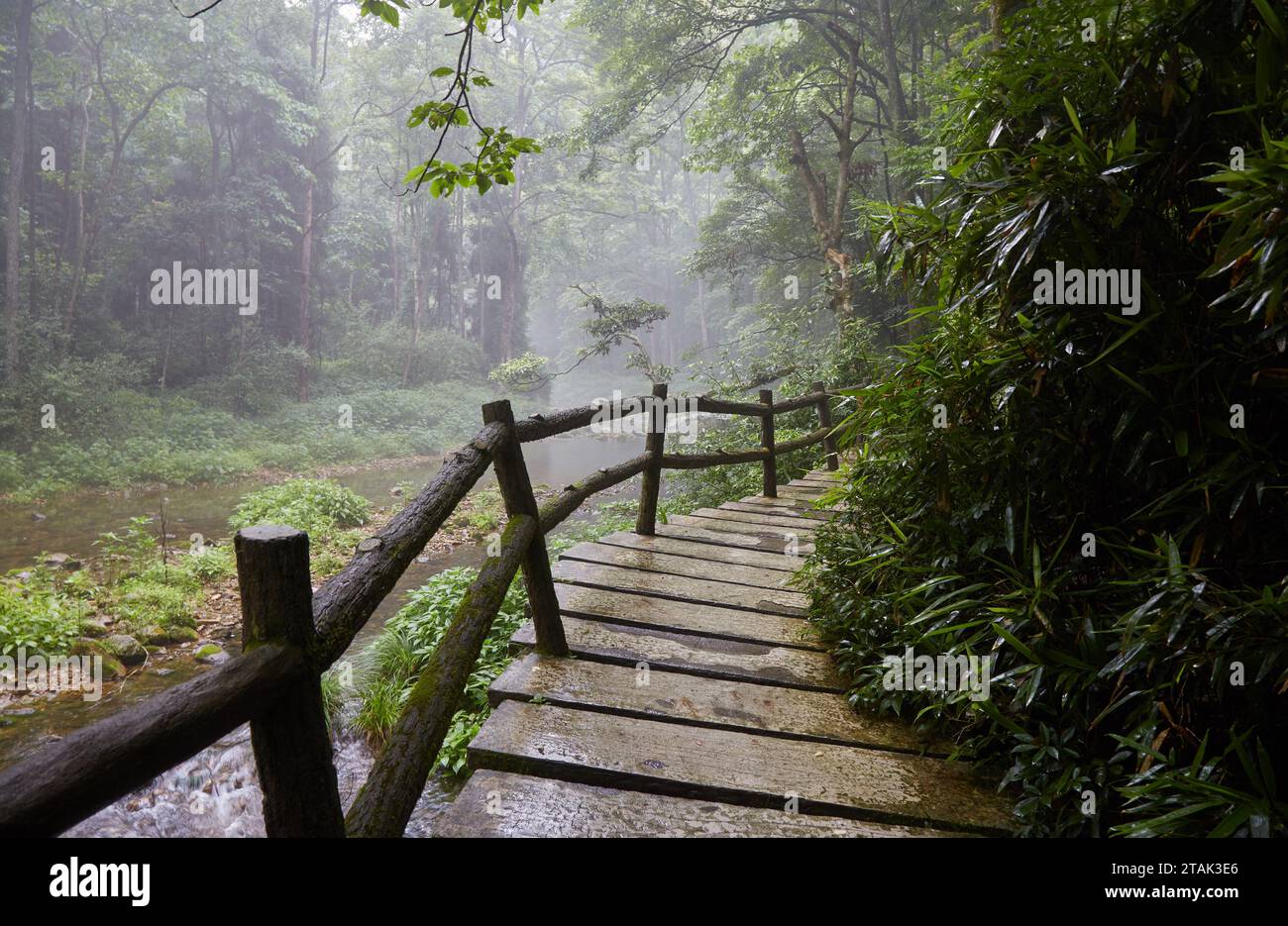 Golden Whip Stream in Zhangjiajie National Forest Park, Hunan, China ...
