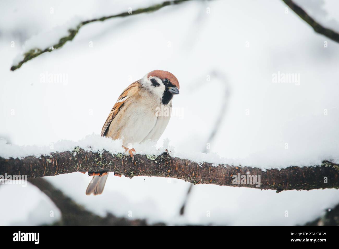 Passer montanus austria hi-res stock photography and images - Alamy