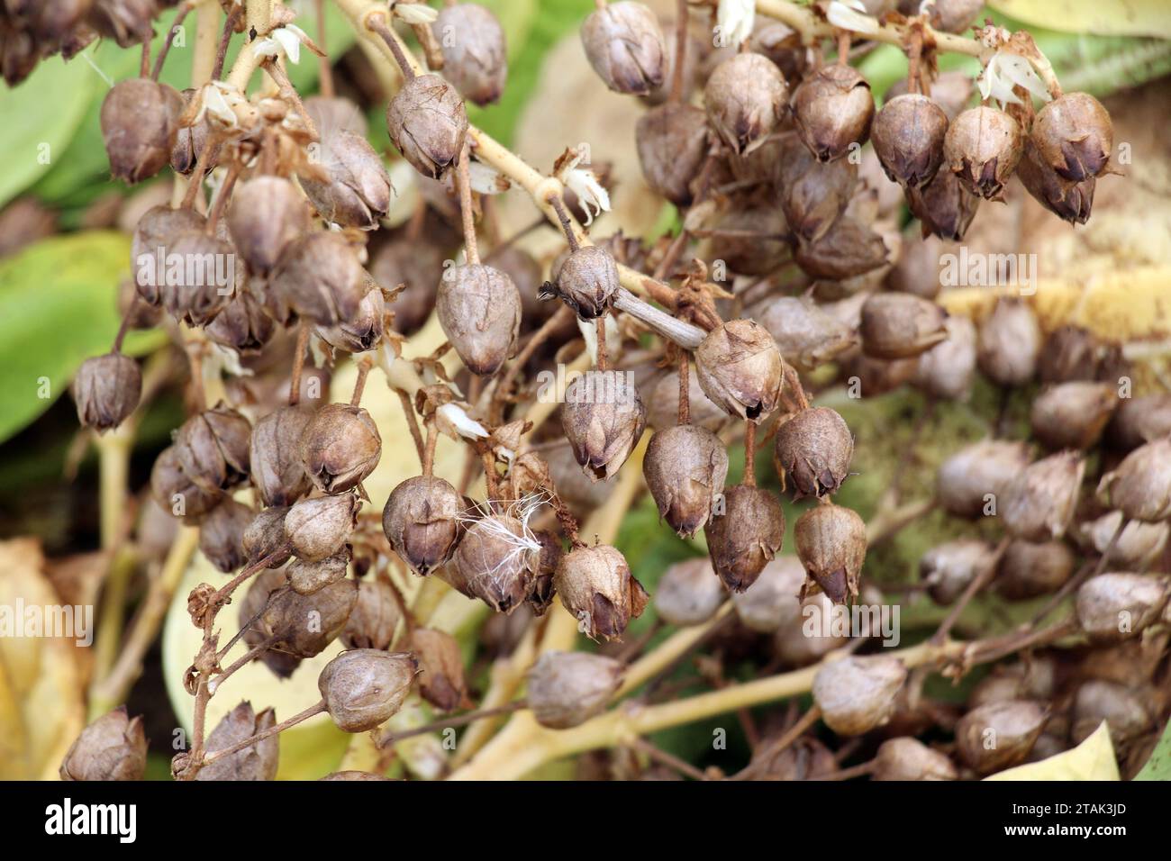 Boxes with ripe seeds on the stem of tobacco Stock Photo - Alamy