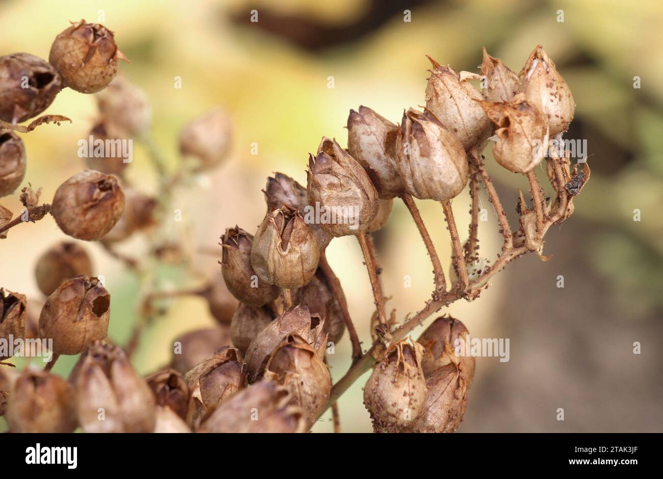 Boxes with ripe seeds on the stem of tobacco Stock Photo - Alamy