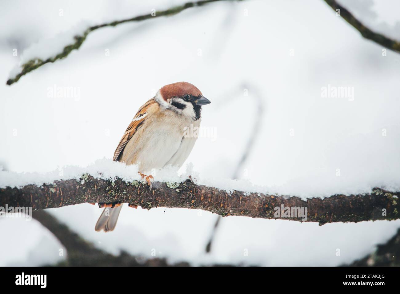 Passer montanus austria hi-res stock photography and images - Alamy
