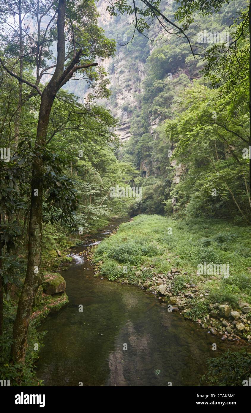 Golden Whip Stream in Zhangjiajie National Forest Park, Hunan, China ...