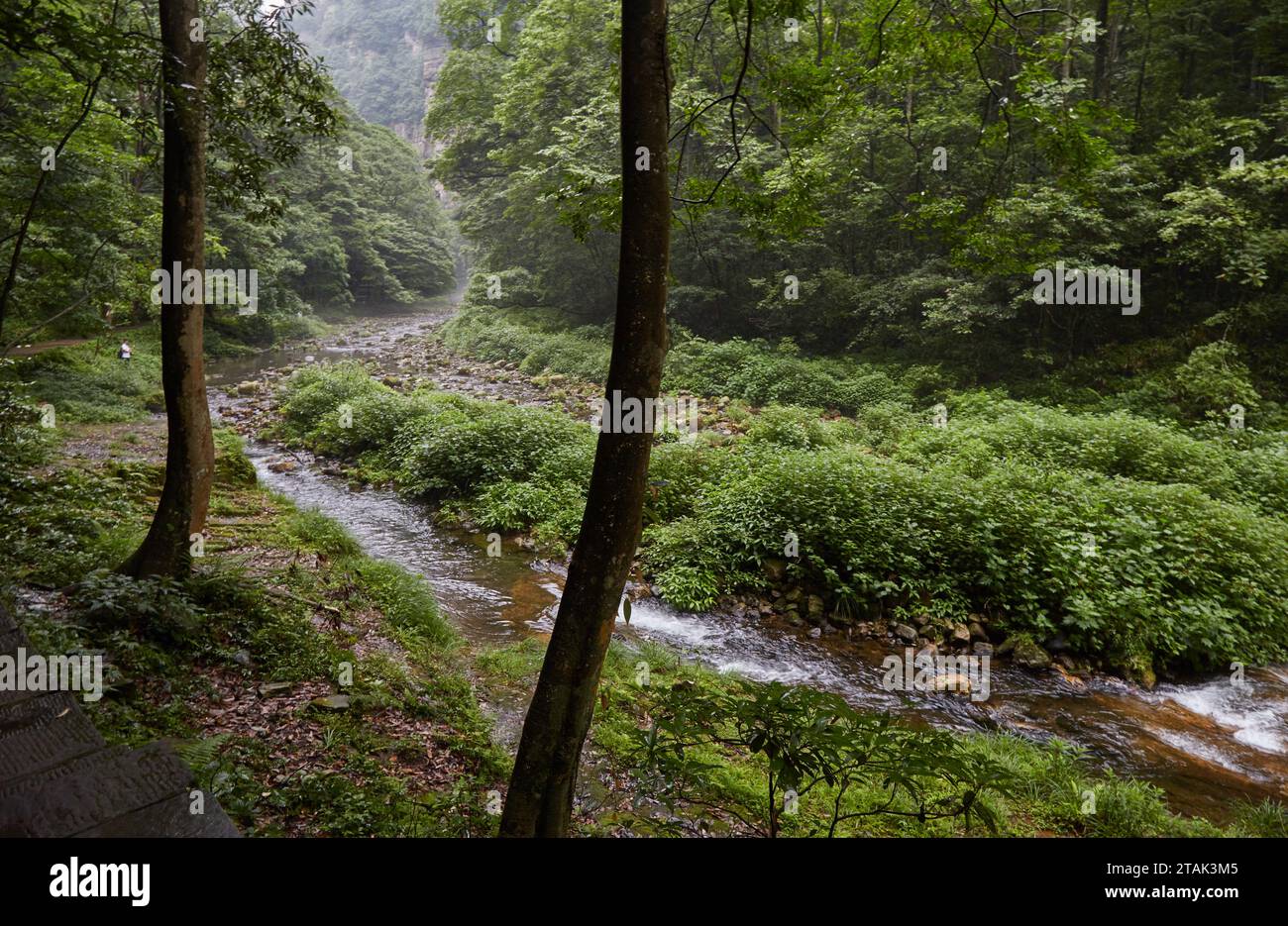 Golden Whip Stream in Zhangjiajie National Forest Park, Hunan, China ...
