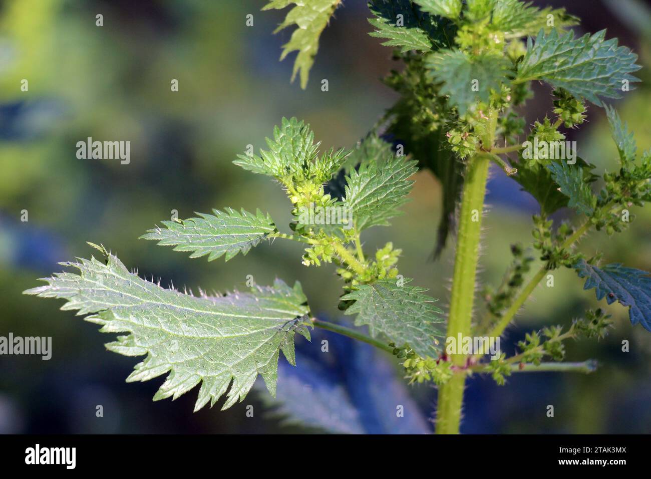 In the wild, stinging nettle grows (Urtica urens Stock Photo - Alamy