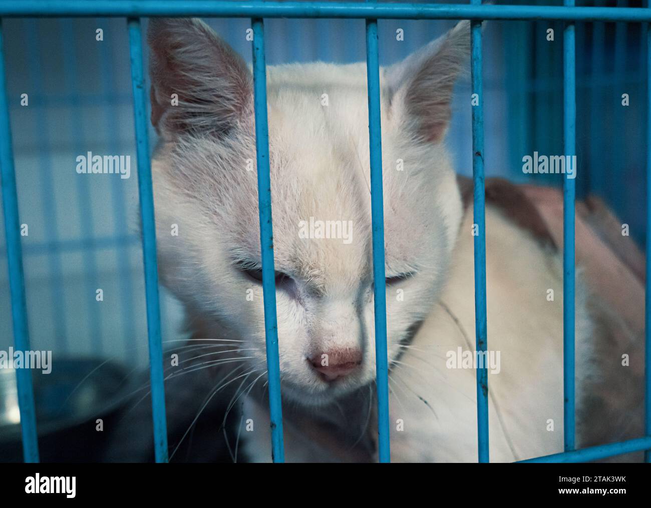 Poor sick cat with infection in shelter behind fence waiting to be ...