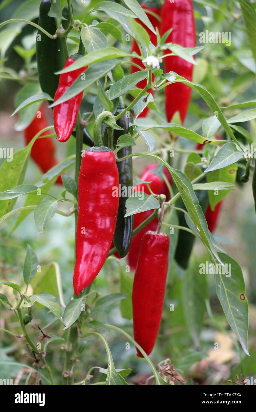 Hot chili pepper pods grow on a plant in open ground Stock Photo - Alamy