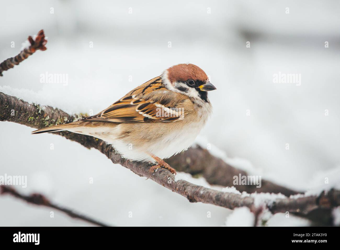 Feldsperling passer montanus eurasian hi-res stock photography and ...