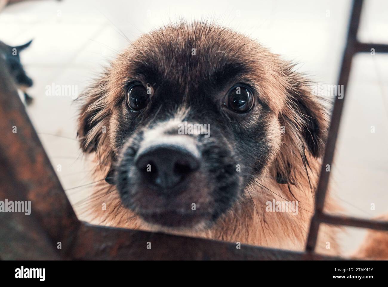 Portrait of sad dog in shelter behind fence waiting to be rescued and ...