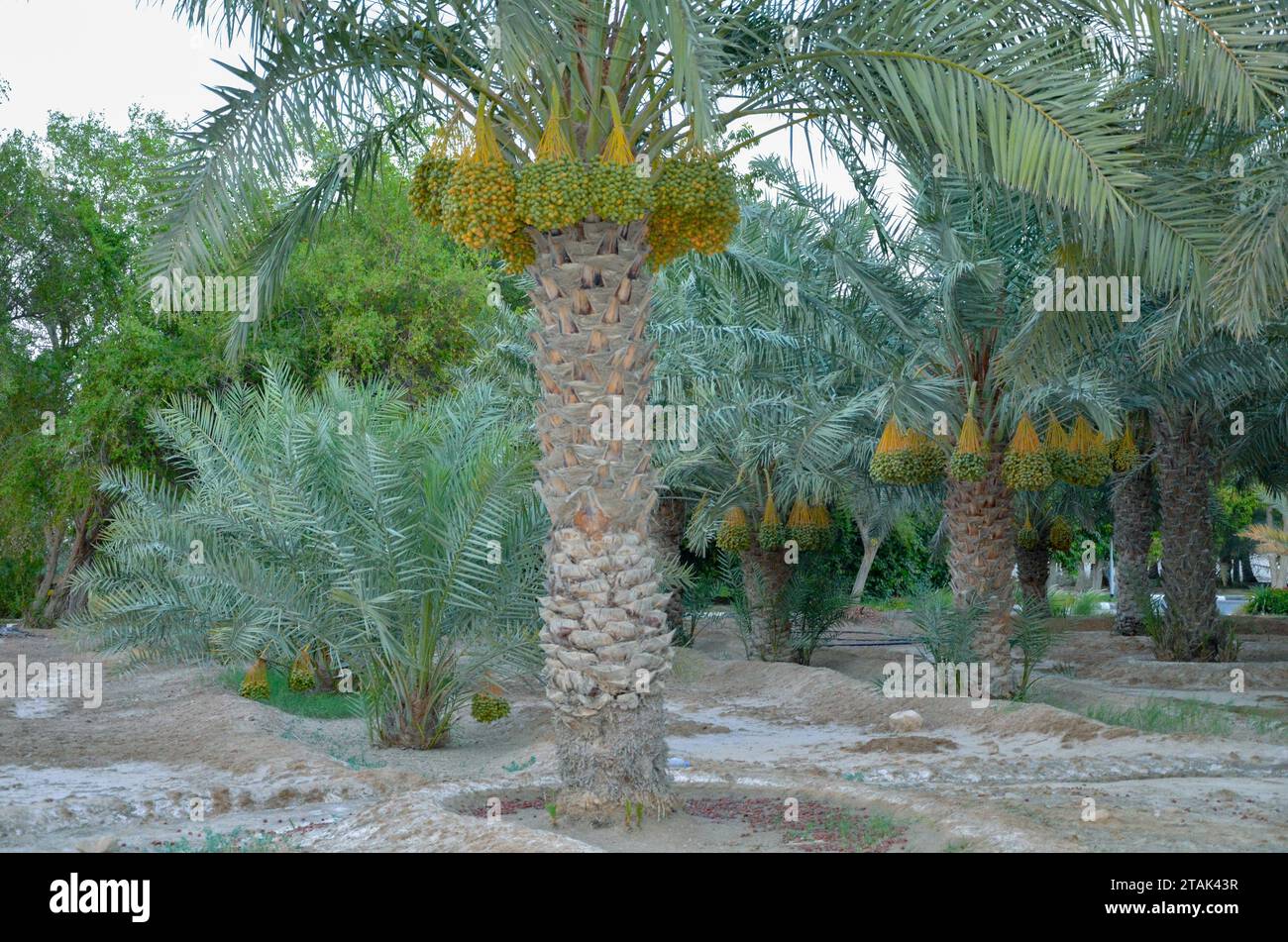 Qatar agriculture hi-res stock photography and images - Alamy