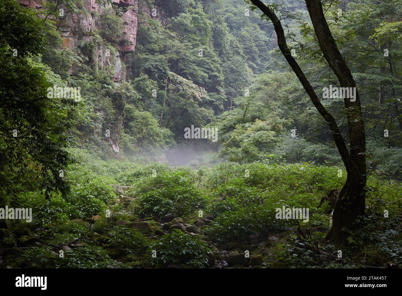Golden Whip Stream in Zhangjiajie National Forest Park, Hunan, China ...