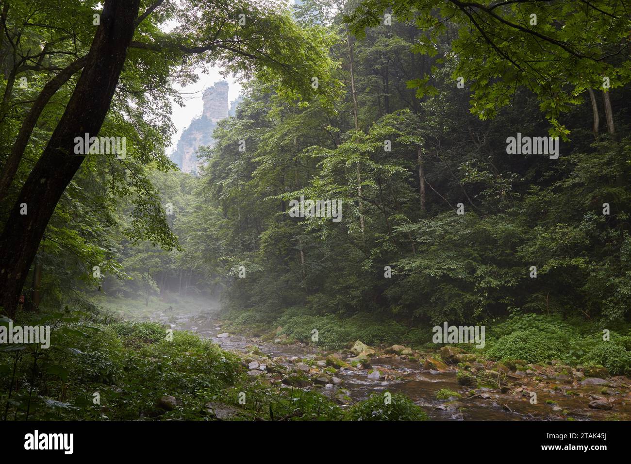 Golden Whip Stream in Zhangjiajie National Forest Park, Hunan, China ...