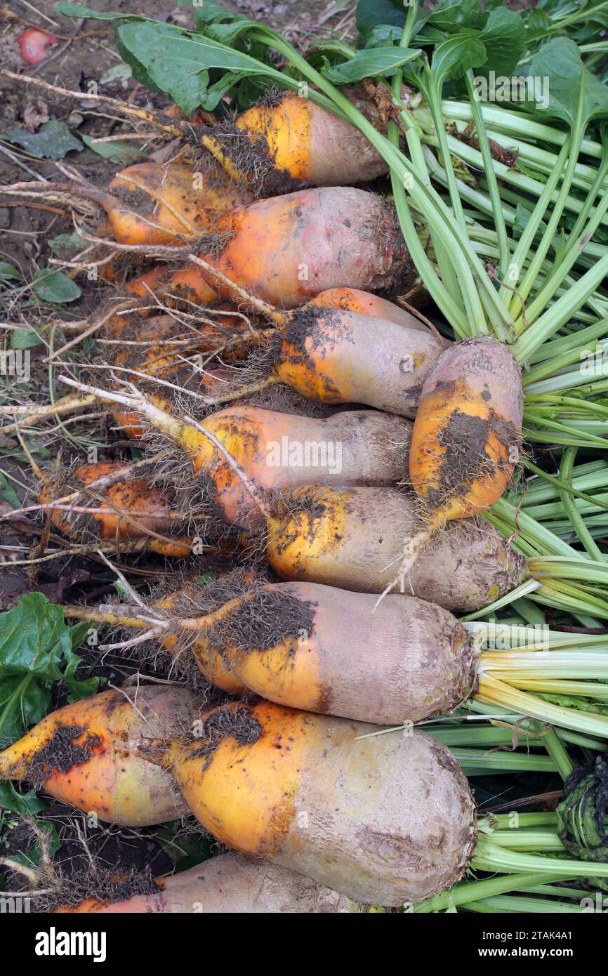 Pile of fodder hi-res stock photography and images - Alamy