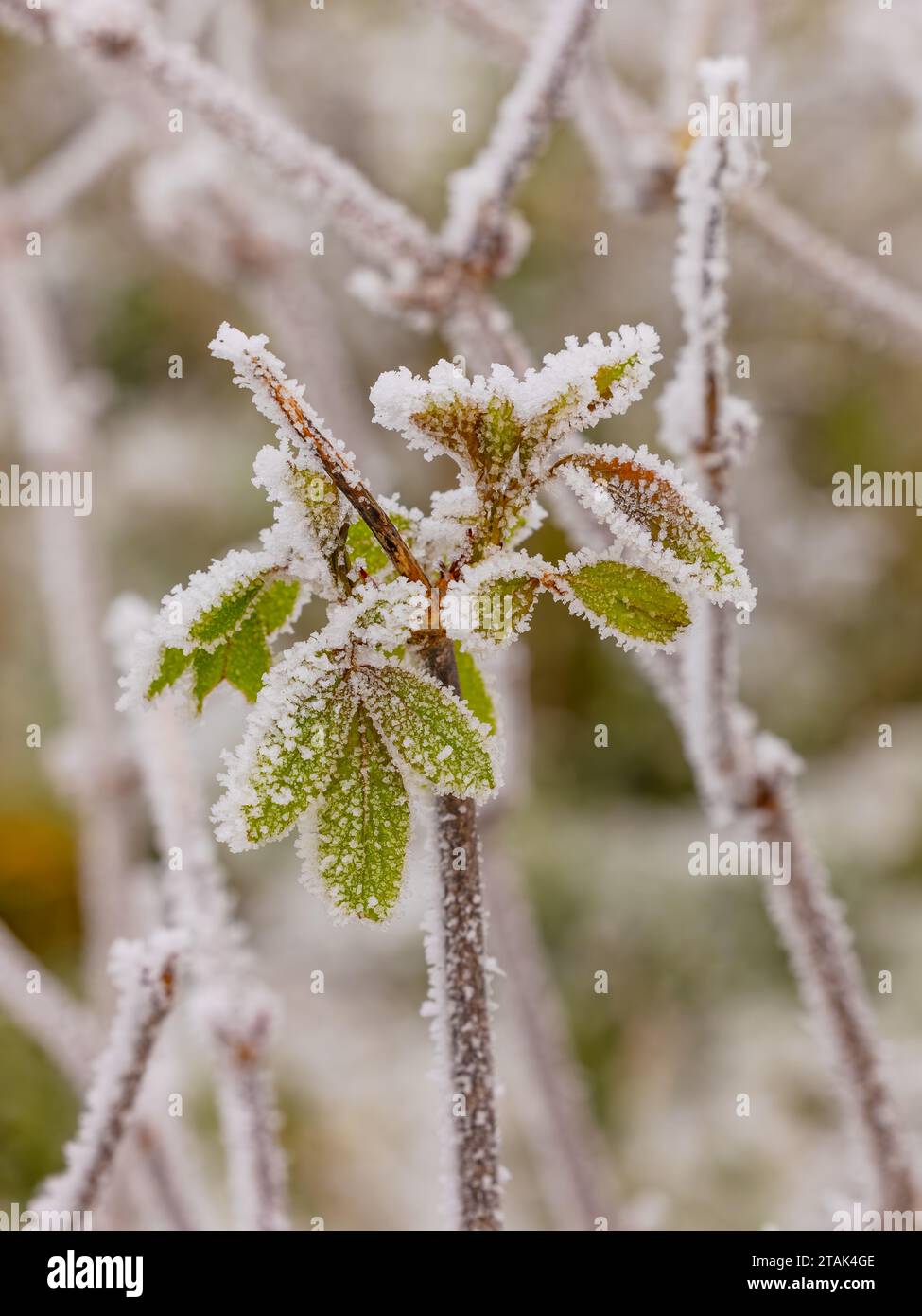 Unpaired leaves hi-res stock photography and images - Alamy