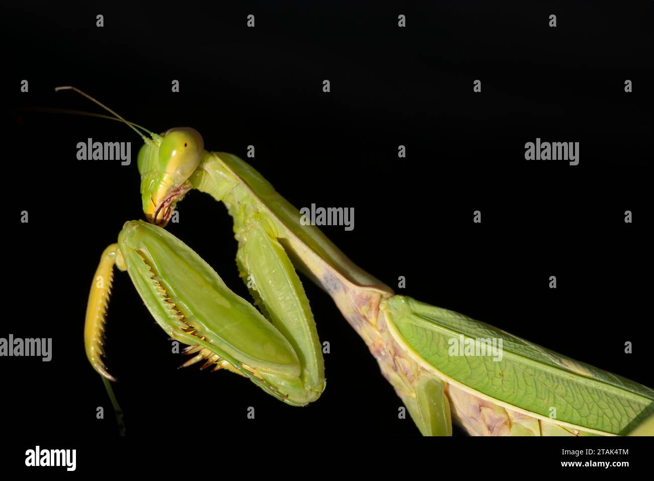 Black praying mantis mantis religiosa hi-res stock photography and ...