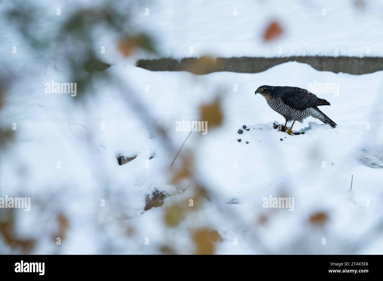 Sperber Accipiter nisus, Greifvogel im Schnee, mit Beute, einem Vogel ...