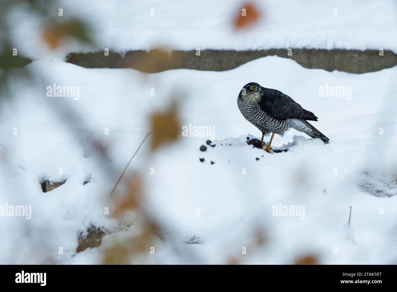 Sperber Accipiter nisus, Greifvogel im Schnee, mit Beute, einem Vogel ...