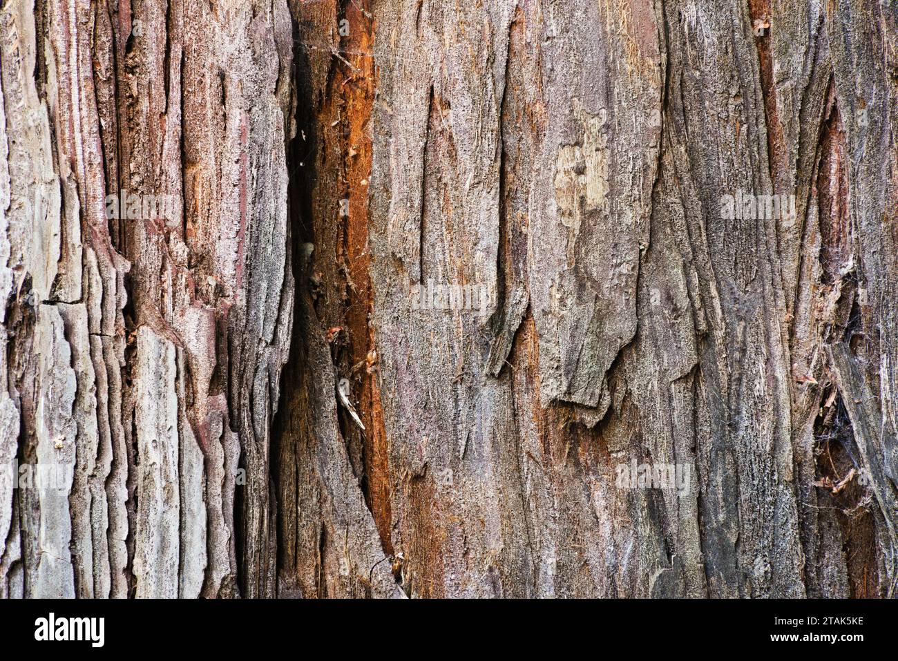 Close up of ancient tree bark ib redwood forest on California coast ...