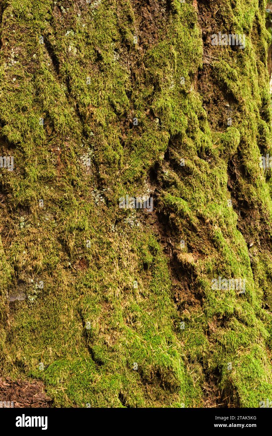 Close up of ancient tree bark in redwood forest. on California coast ...