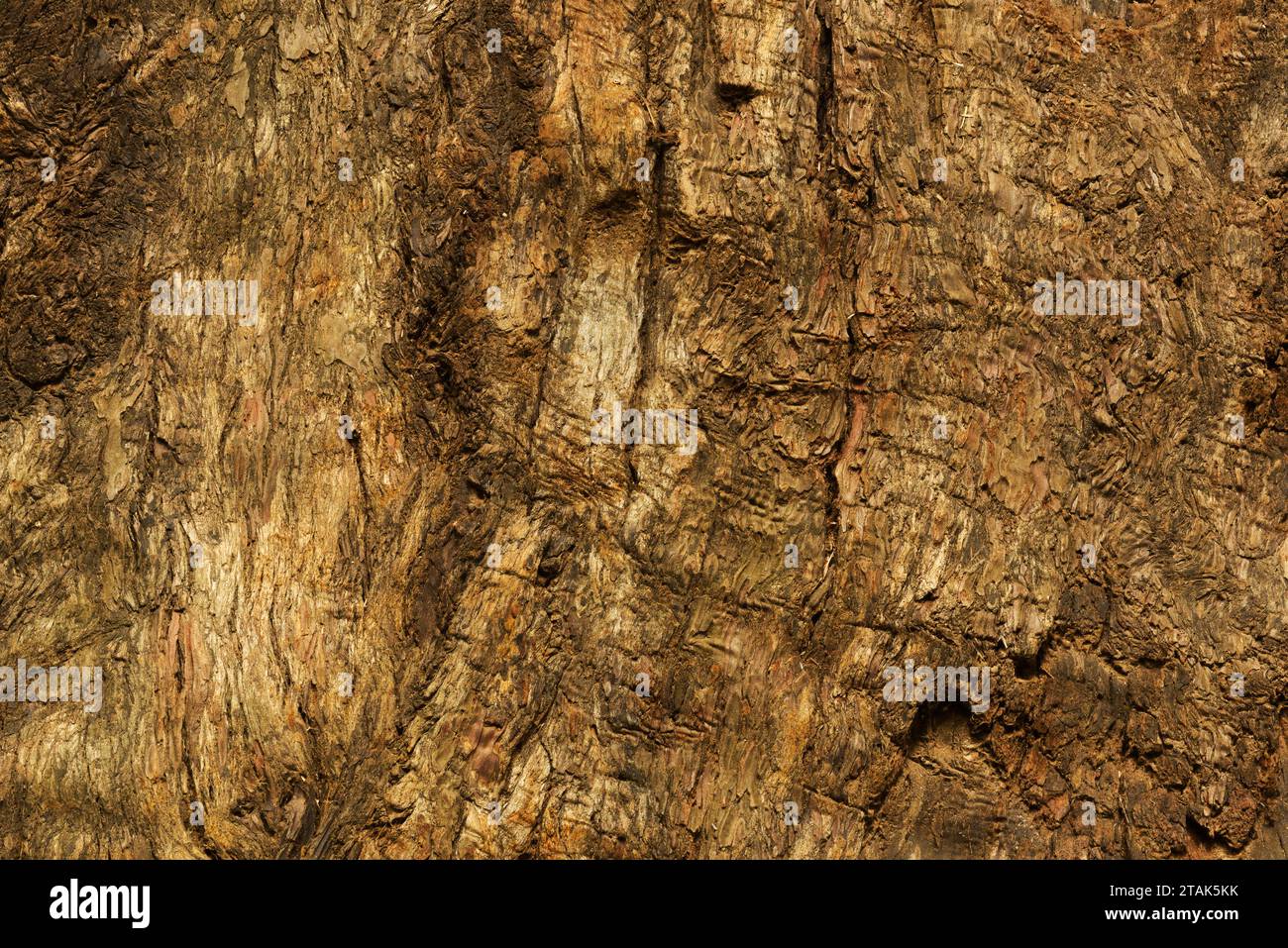 Close up of ancient tree bark ib redwood forest on California coast ...