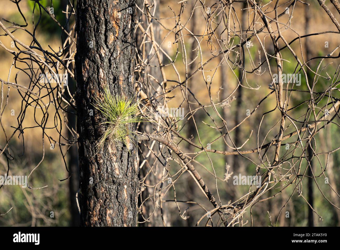 Bushfire wildfire regeneration regrowth hi-res stock photography and ...