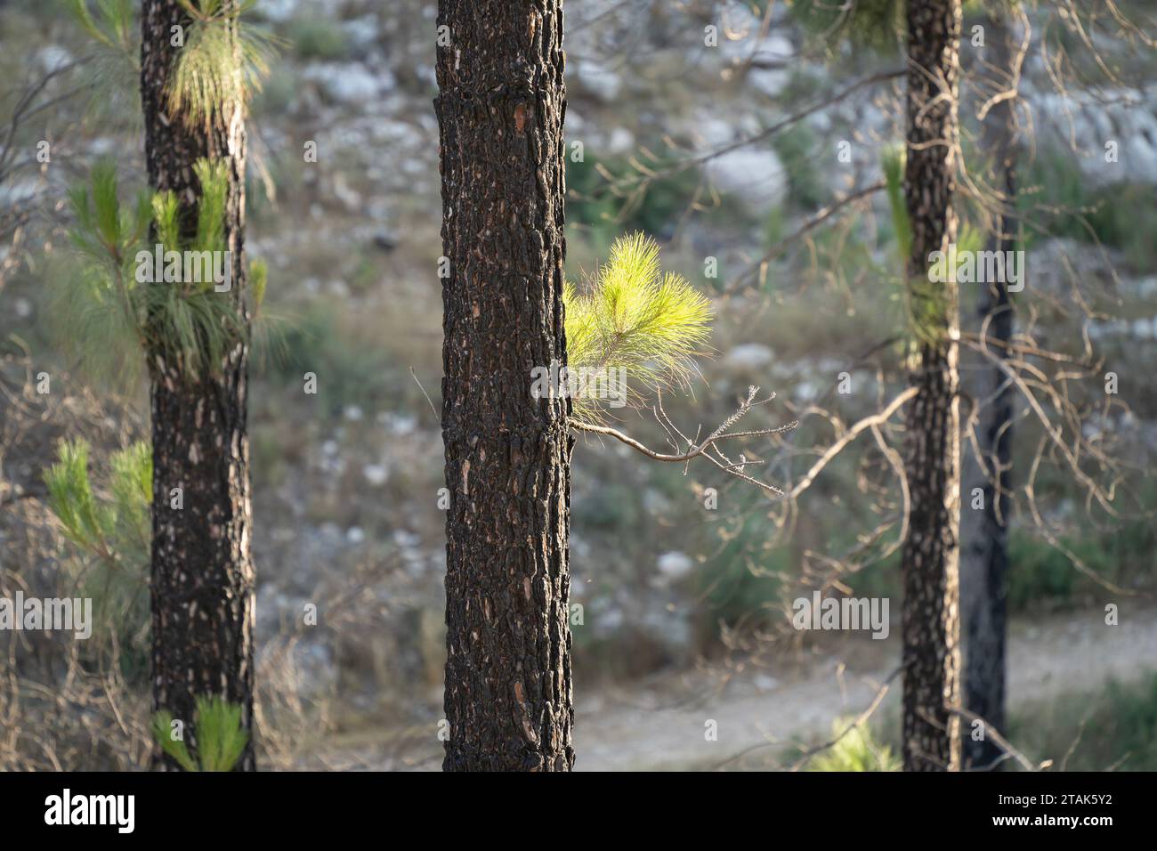 Regeneration of trees in a burnt pine forest in the Judea mountains ...